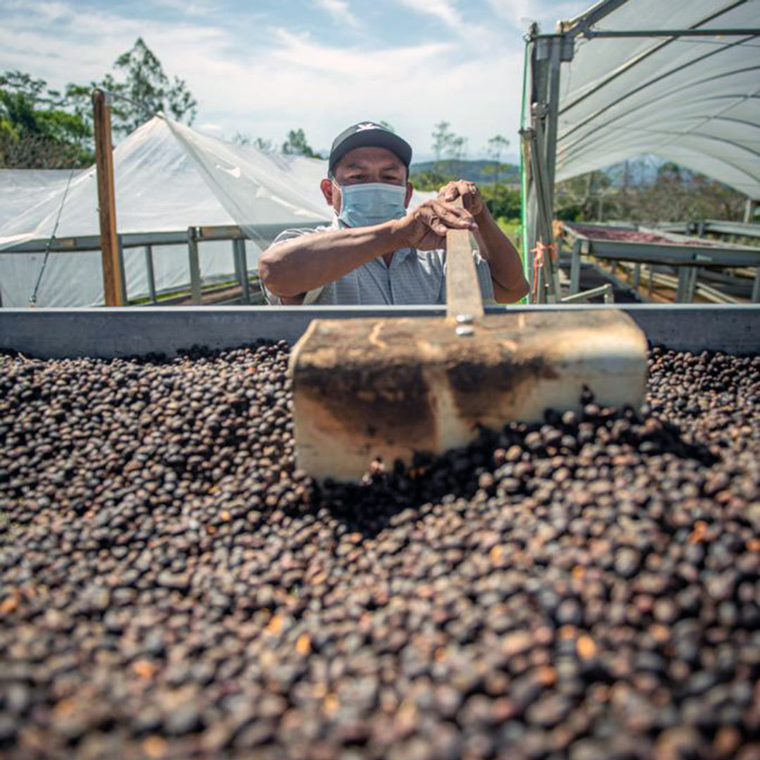 PPP Coffee Cascara Tea, La Esmeralda – Chye Seng Huat Hardware